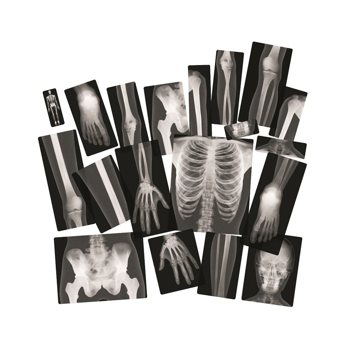 Human X-Rays — Curiate NZ