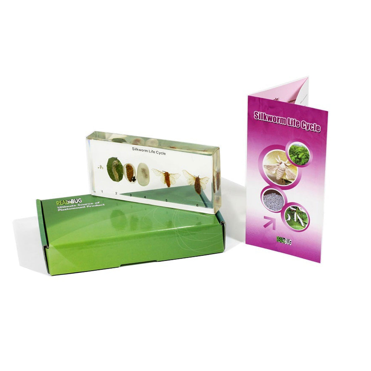 Silkworm Life Cycle Sericulture And Life Cycle Of Silkworm Online