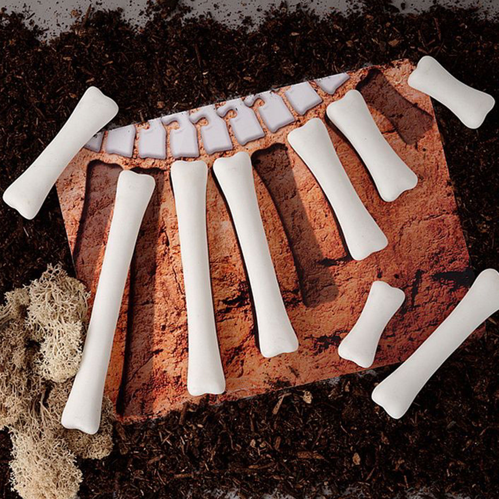 Dinosaur Bones Match and Measure Cards — Curiate NZ