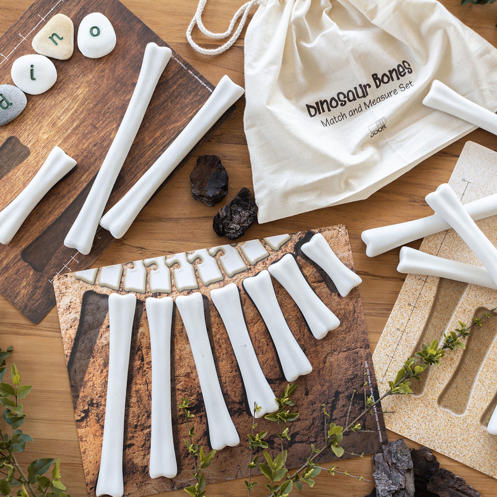 Dinosaur Bones Match and Measure Set — Curiate NZ