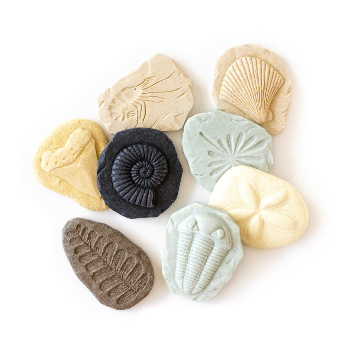 Lets Investigate Fossils Set — Curiate NZ